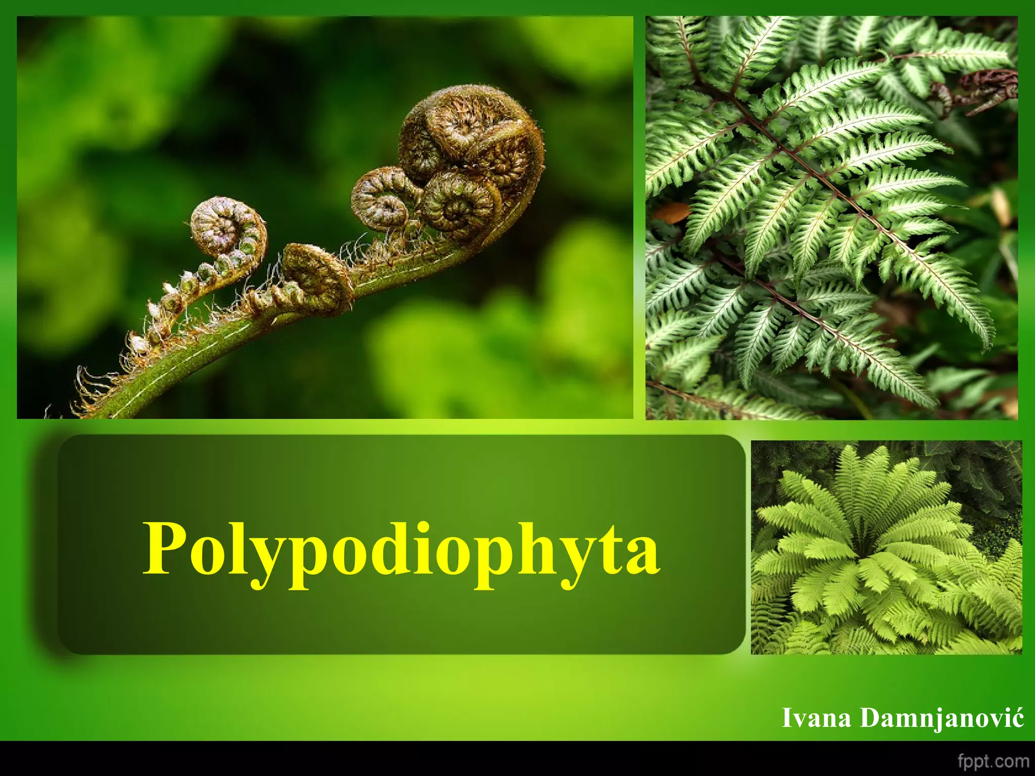 Polypodiophyta | PPT