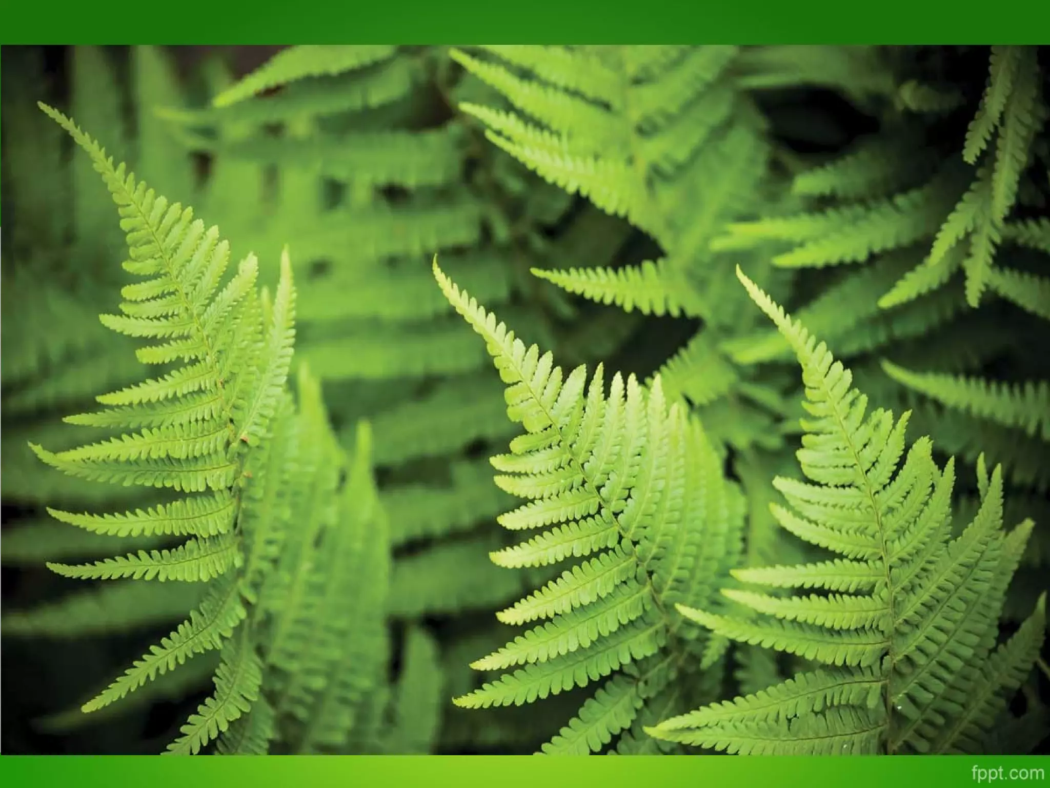 Polypodiophyta | PPT