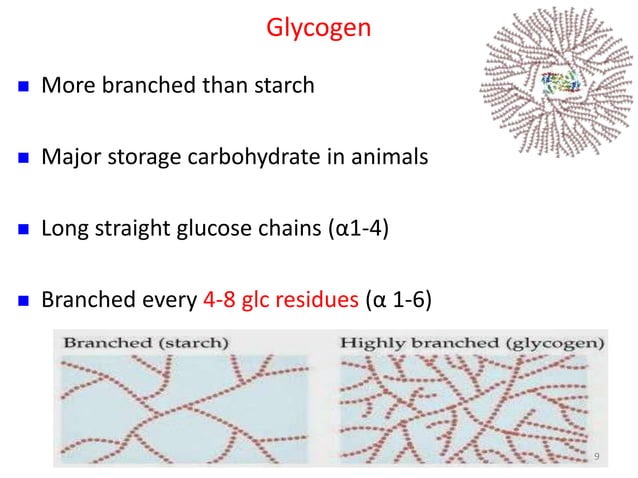 Polysaccharide | PPTX