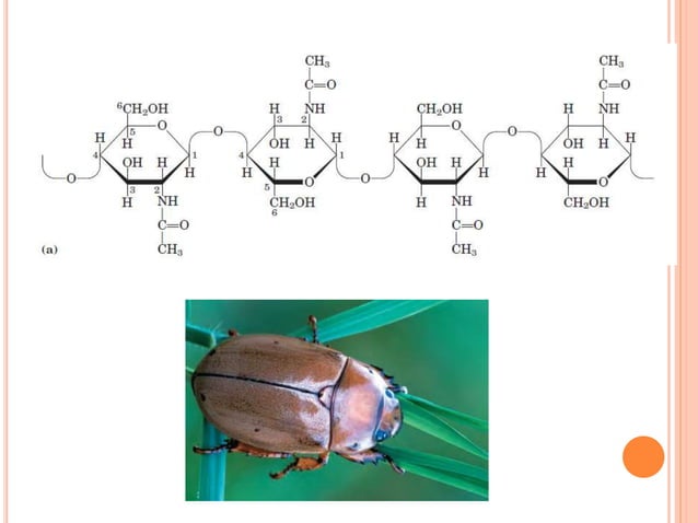 Chemistry and Structure of Polysaccharide | PPT