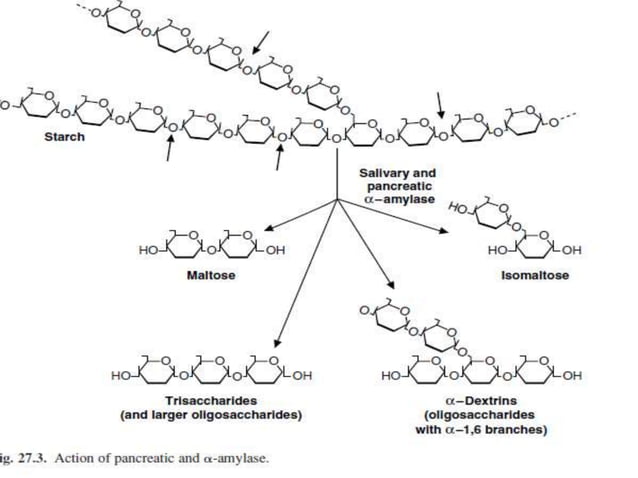 Poly saccharides(inulin,dietary fiber,glycemic index) | PPT
