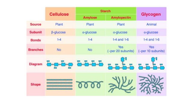 Polysaccharides - structure and functions.pptx