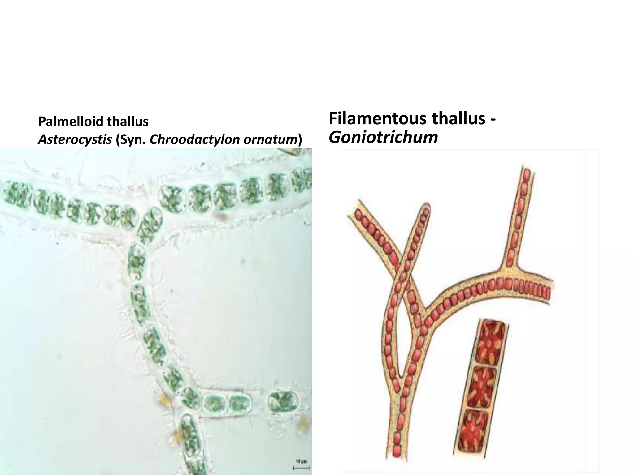 General Characters of Rhodophyceae & Life Cycle of Polysiphonia SMG | PPTX