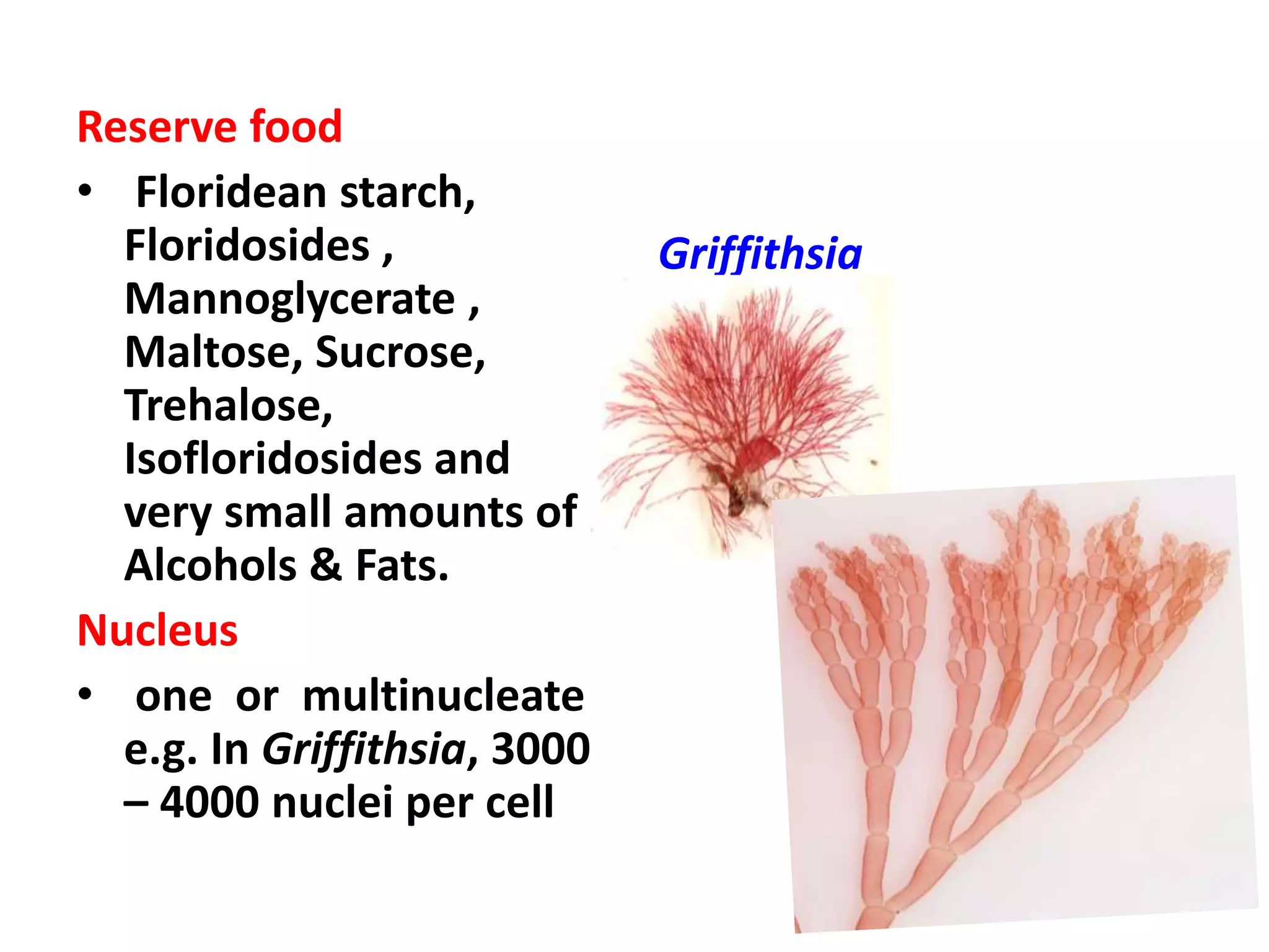 General Characters of Rhodophyceae & Life Cycle of Polysiphonia SMG | PPTX