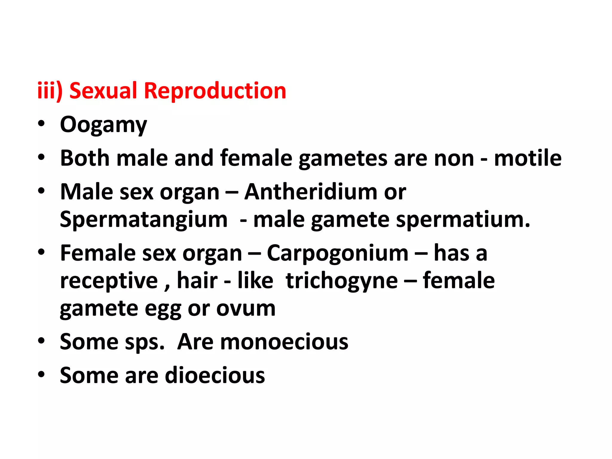 General Characters of Rhodophyceae & Life Cycle of Polysiphonia SMG | PPTX