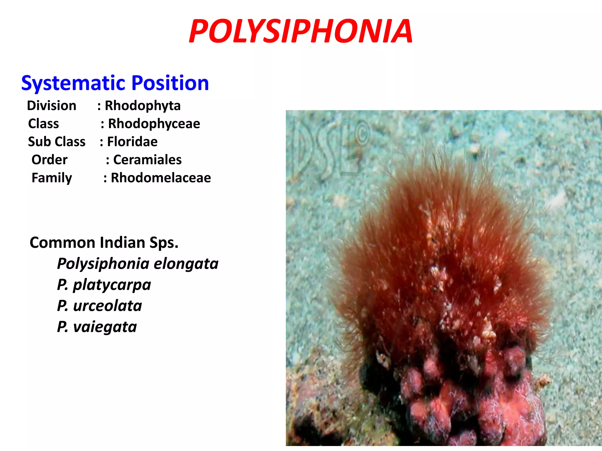 General Characters of Rhodophyceae & Life Cycle of Polysiphonia SMG | PPTX