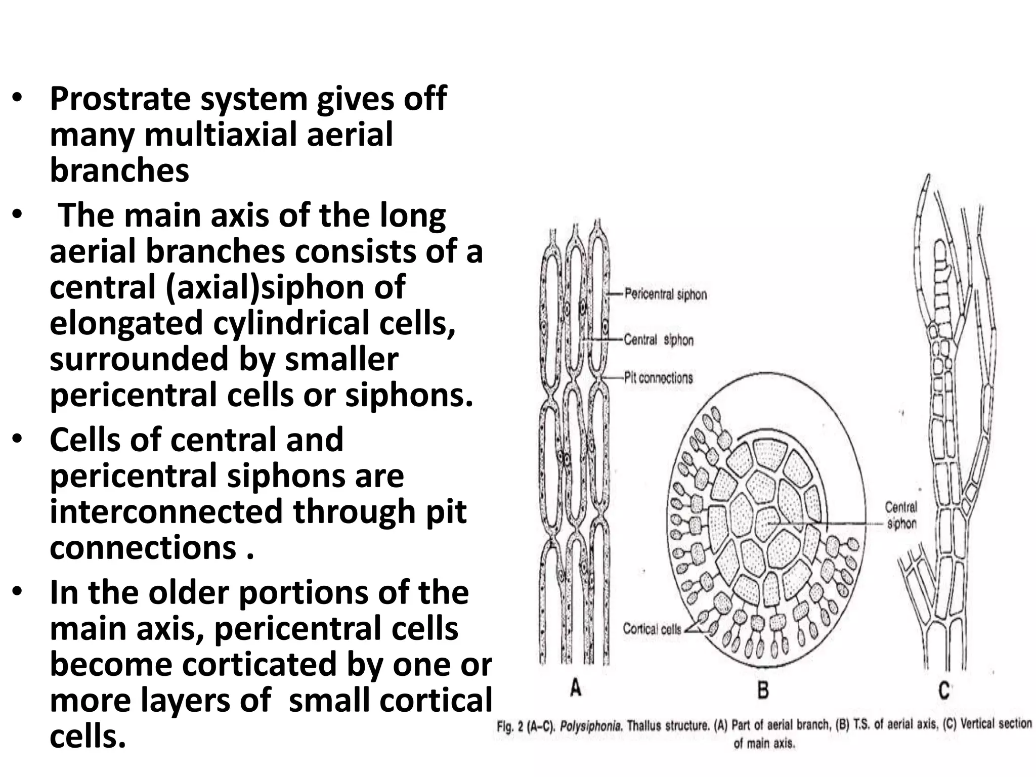 General Characters of Rhodophyceae & Life Cycle of Polysiphonia SMG | PPTX
