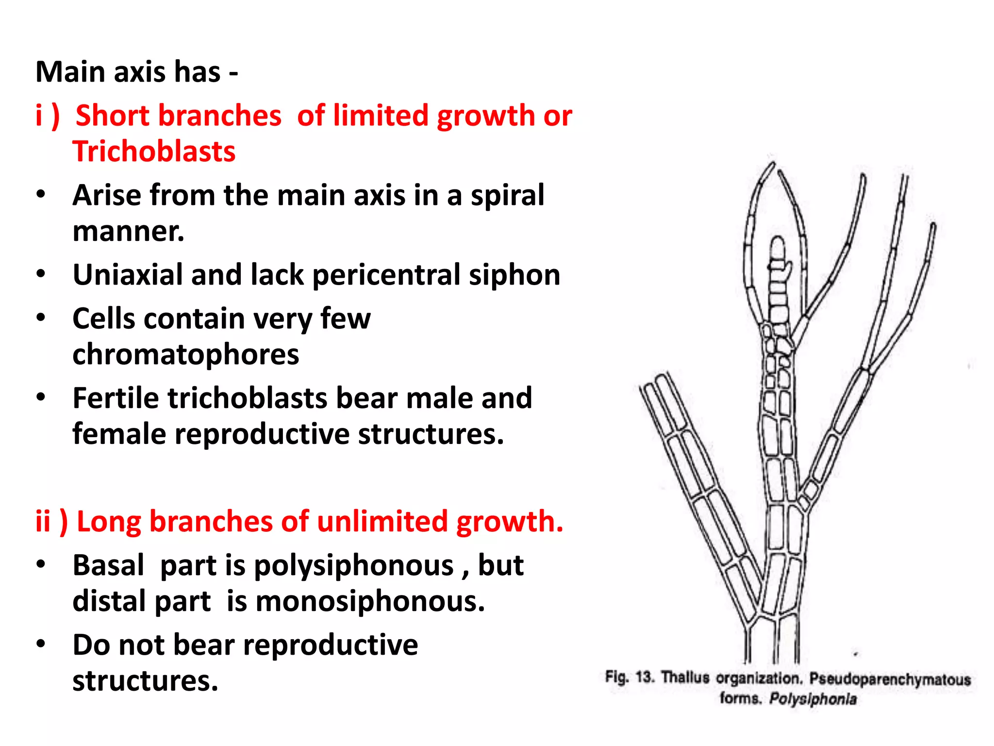 General Characters of Rhodophyceae & Life Cycle of Polysiphonia SMG | PPTX
