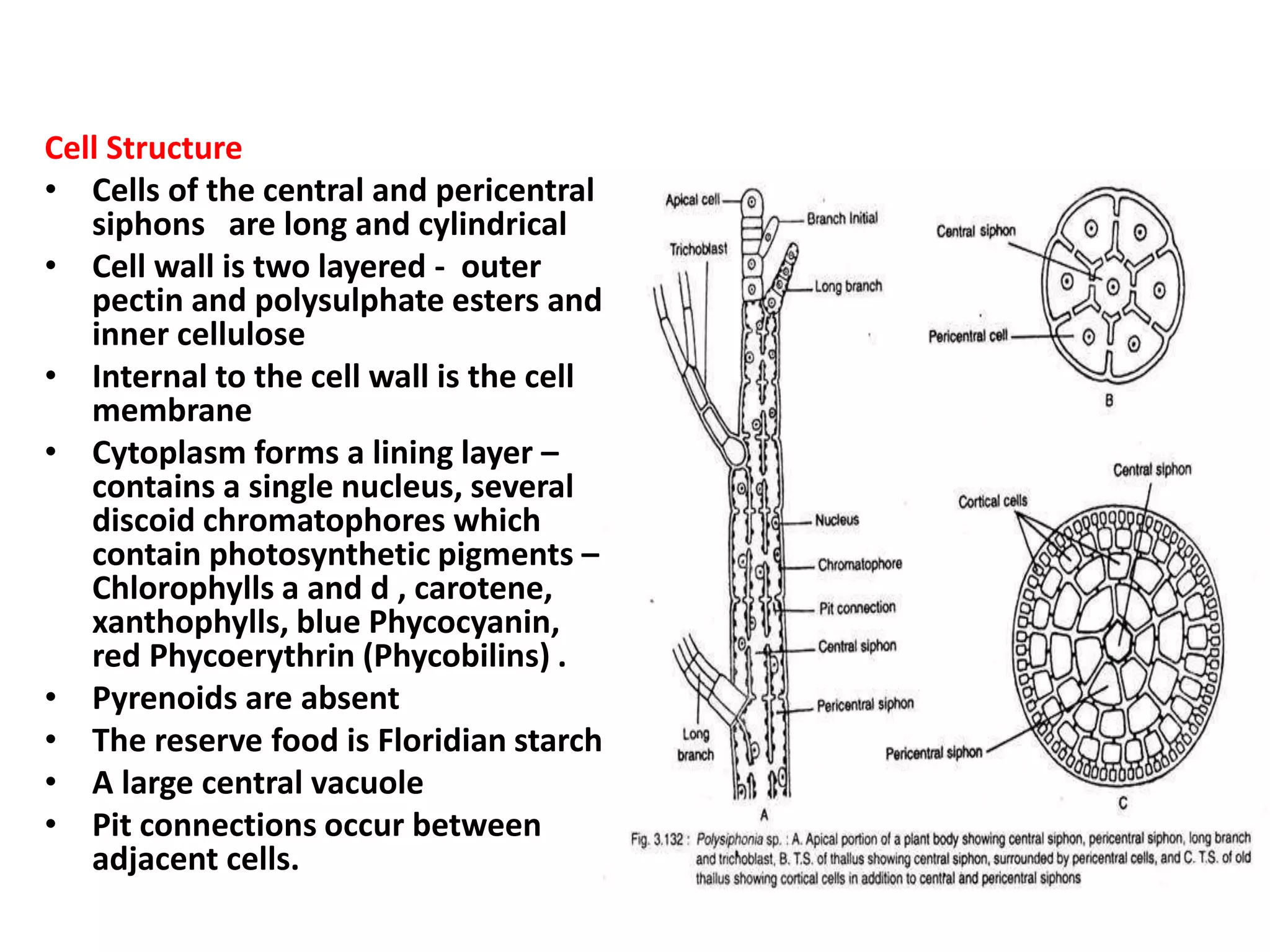 General Characters of Rhodophyceae & Life Cycle of Polysiphonia SMG | PPTX