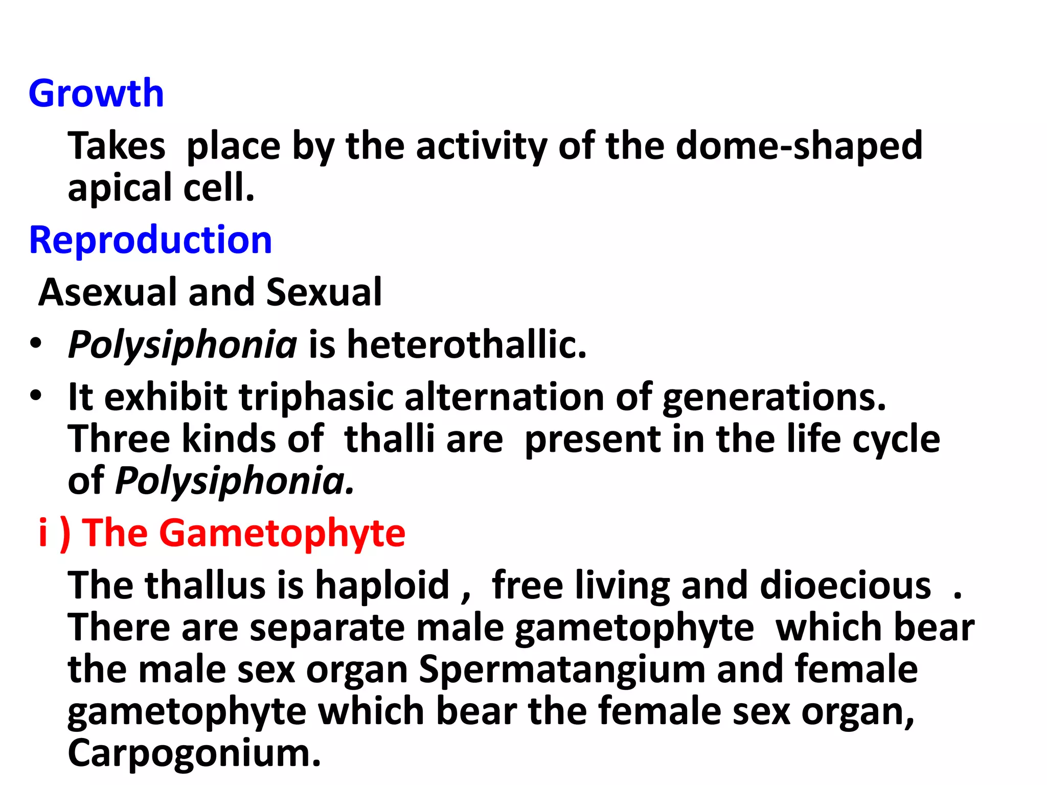 General Characters of Rhodophyceae & Life Cycle of Polysiphonia SMG | PPTX