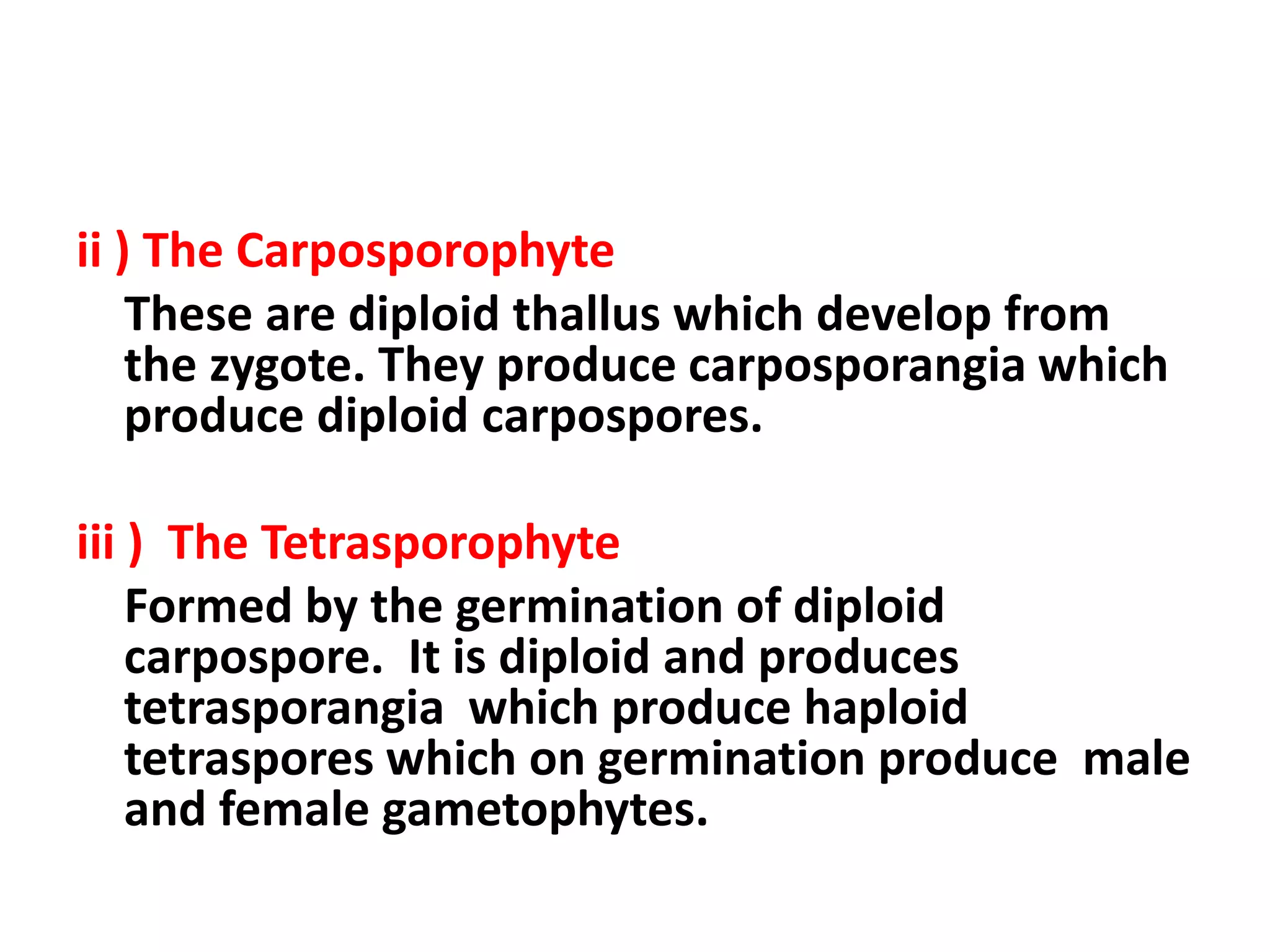 General Characters of Rhodophyceae & Life Cycle of Polysiphonia SMG | PPTX