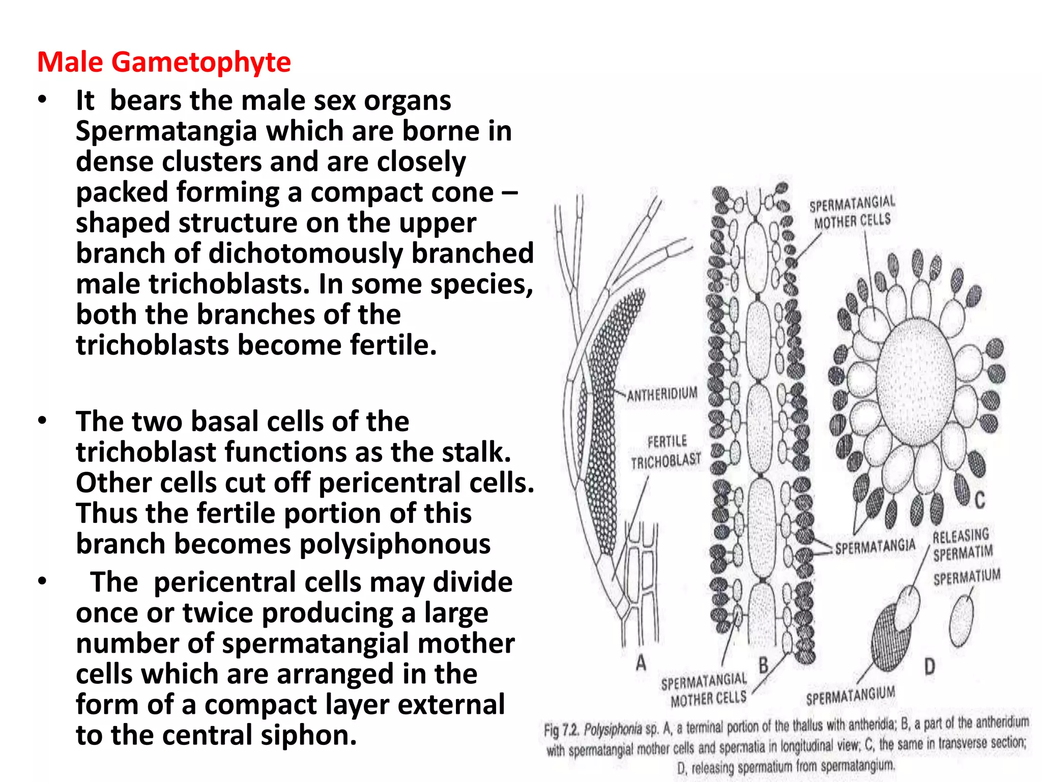 General Characters of Rhodophyceae & Life Cycle of Polysiphonia SMG | PPTX