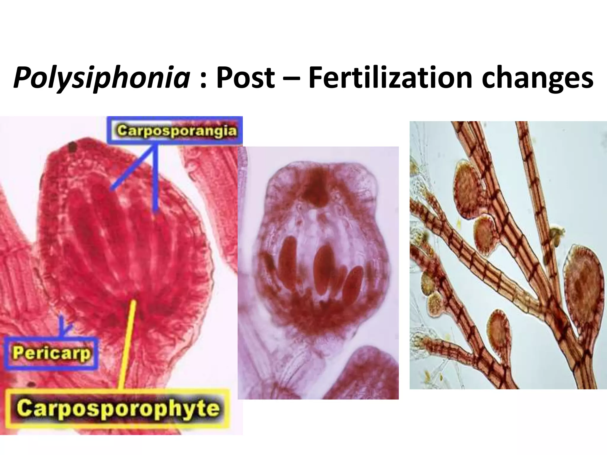 General Characters of Rhodophyceae & Life Cycle of Polysiphonia SMG | PPTX