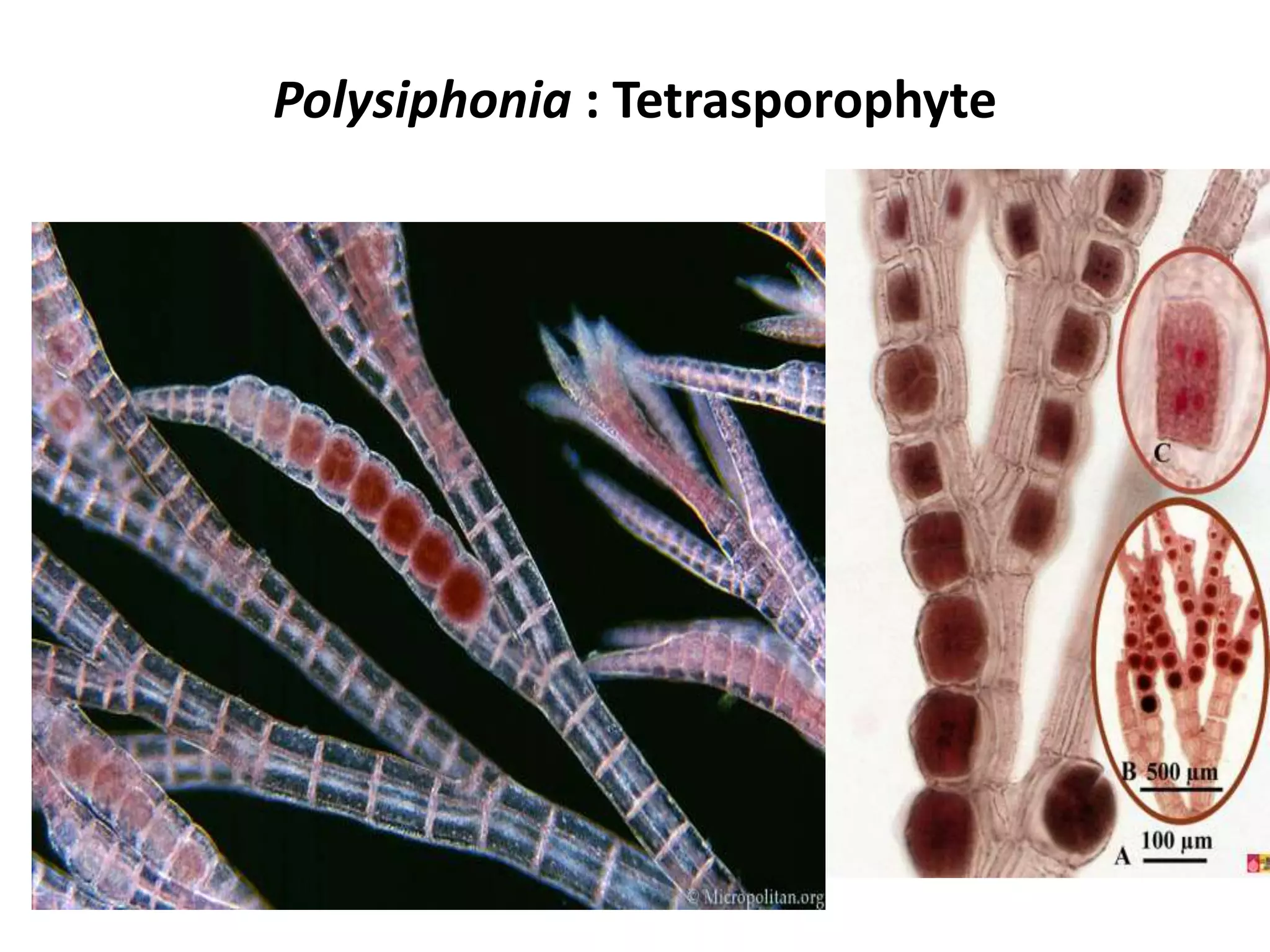 General Characters of Rhodophyceae & Life Cycle of Polysiphonia SMG | PPTX