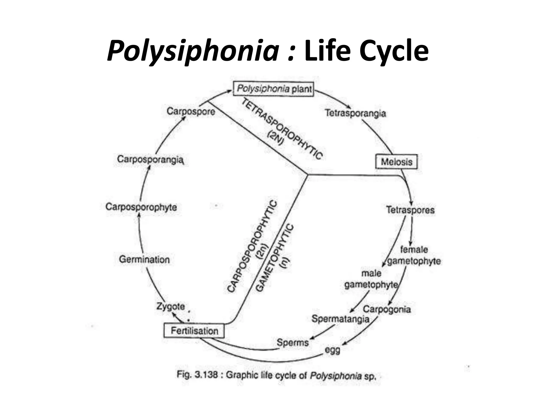 General Characters of Rhodophyceae & Life Cycle of Polysiphonia SMG | PPTX