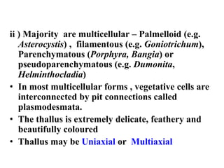 General Characters of Rhodophyceae & Life Cycle of Polysiphonia SMG | PPTX