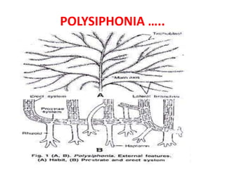 Polysiphonia Diagram