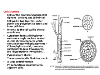 Thallus Structure Of Polysiphonia With Diagram Rhodophyta