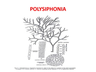 Thallus Structure Of Polysiphonia With Diagram Rhodophyta