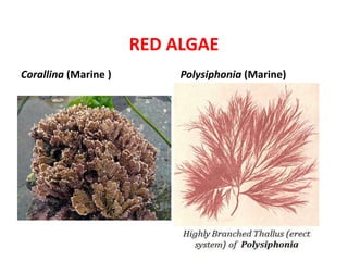 Polysiphonia Algae