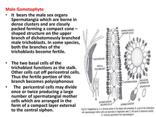 Polysiphonia Slide Labeled