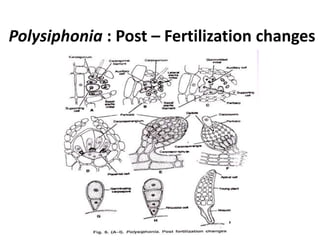 General Characters of Rhodophyceae & Life Cycle of Polysiphonia SMG | PPT