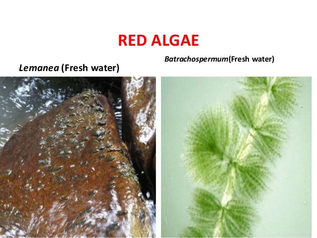 Life Cycle Of Polysiphonia Rhodophyta Red Algae