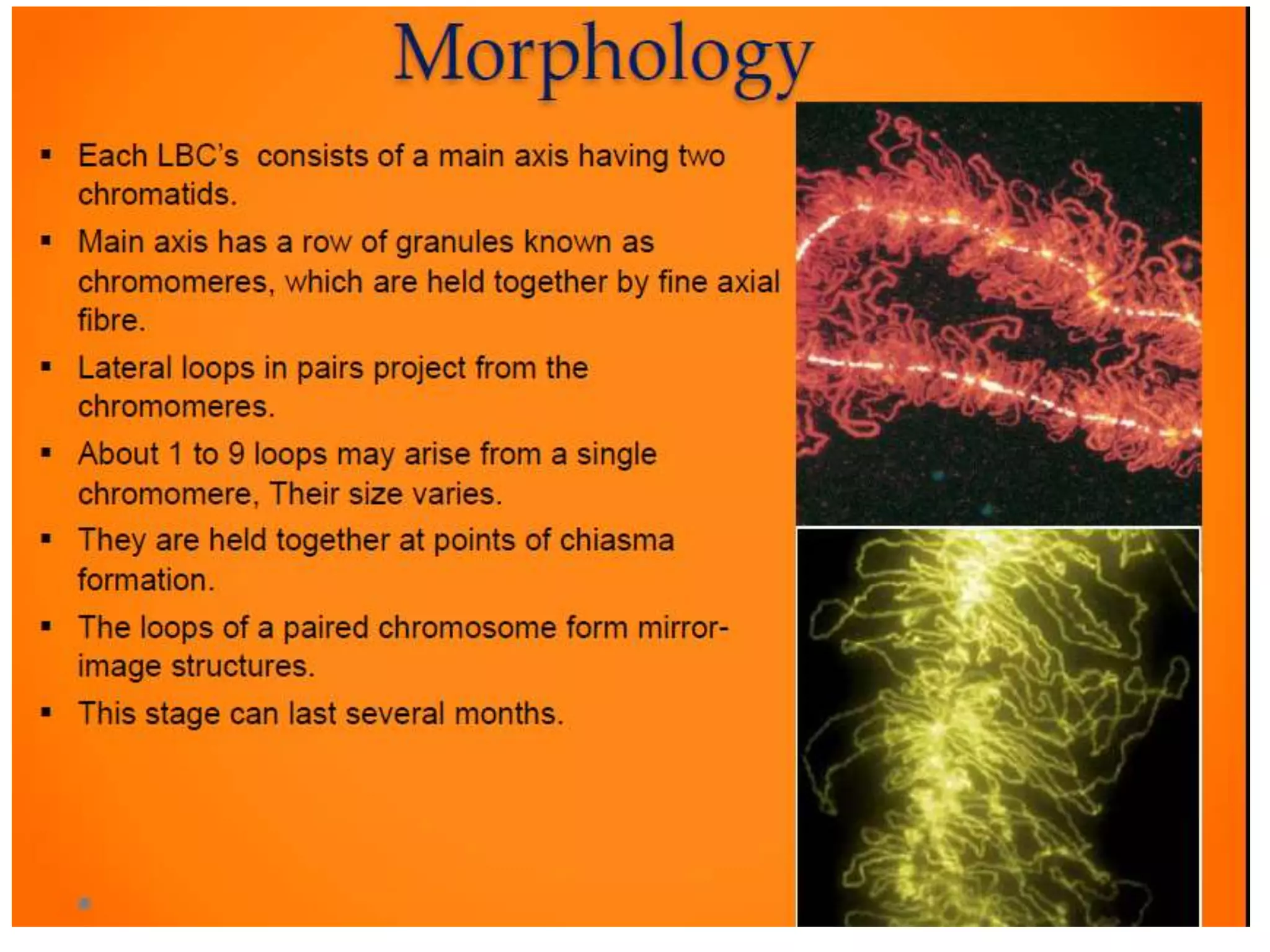 Polytene and lampbrush chromosomes by Dr Randhir kumar, Ph.D | PPTX