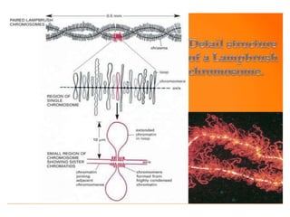 Polytene and lampbrush chromosomes by Dr Randhir kumar, Ph.D | PPTX