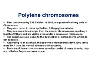 Polytene and lampbrush chromosomes by Dr Randhir kumar, Ph.D | PPTX