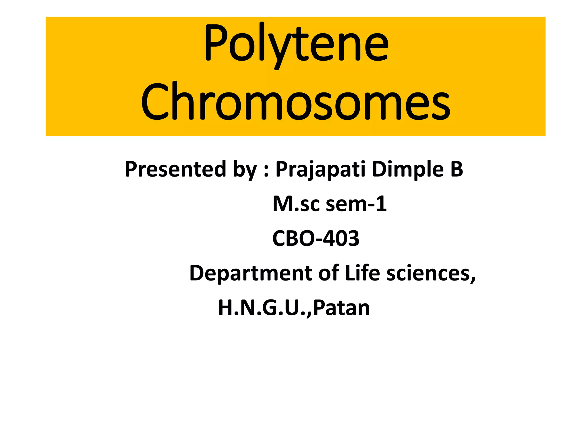 Polytene chromosomes | PPTX