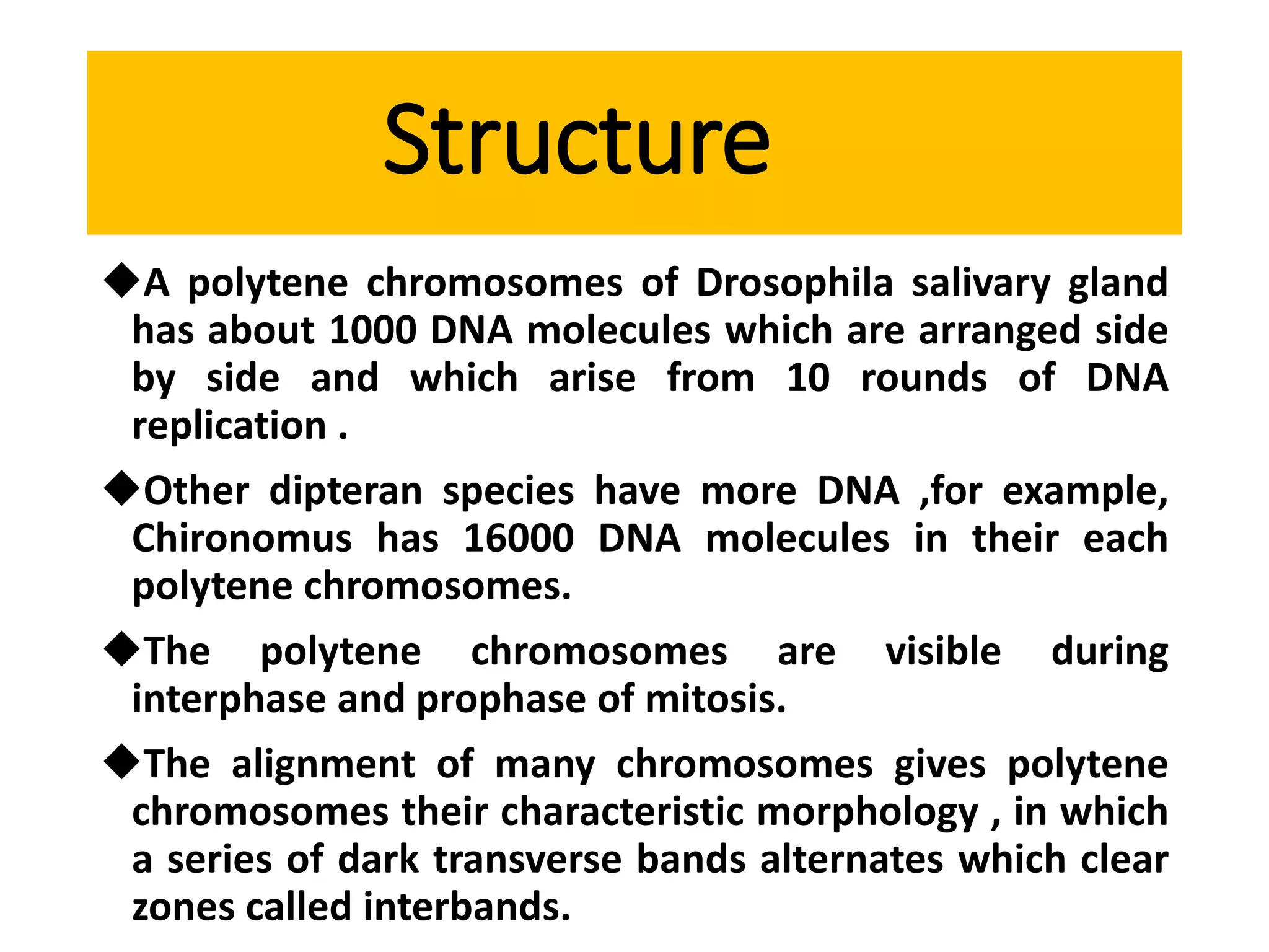 Polytene chromosomes | PPTX
