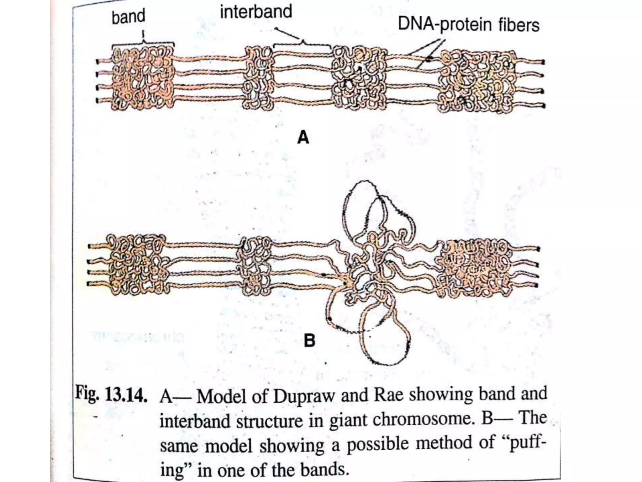 Polytene chromosomes | PPTX