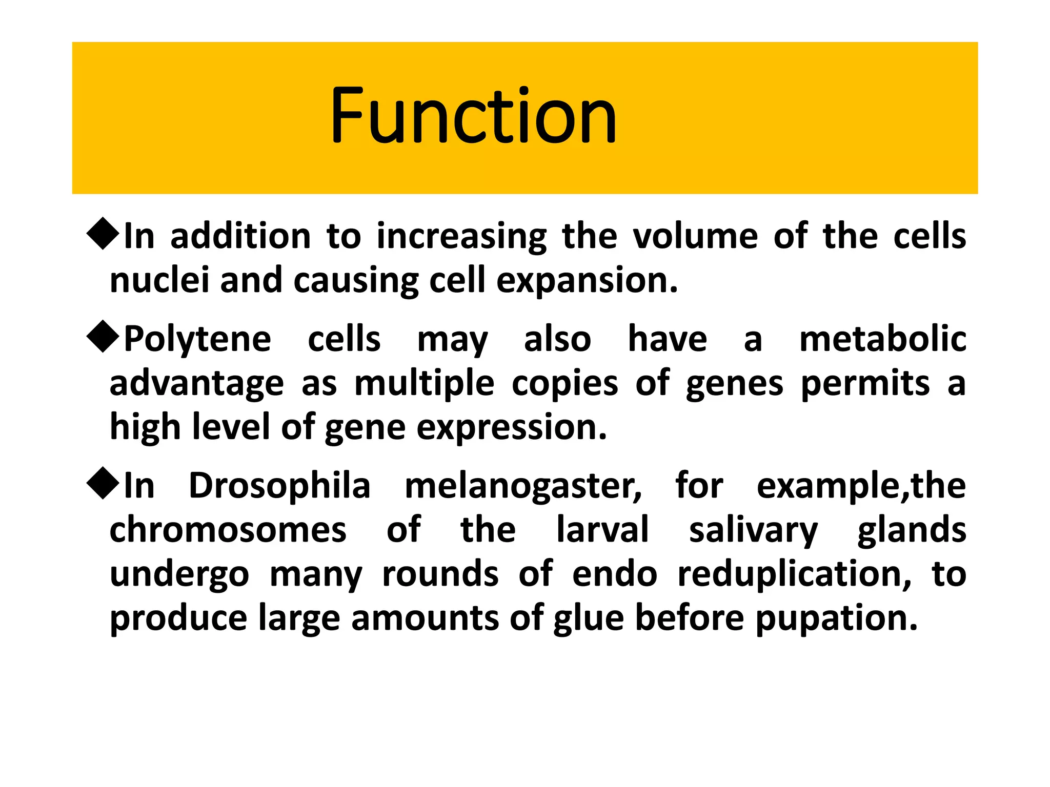 Polytene chromosomes | PPTX