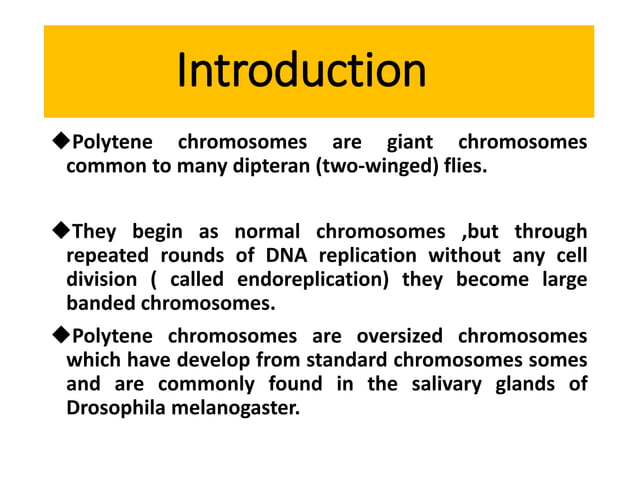 Polytene chromosomes | PPTX