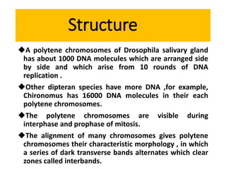Polytene chromosomes | PPTX