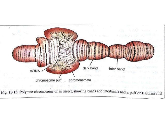Polytene chromosomes