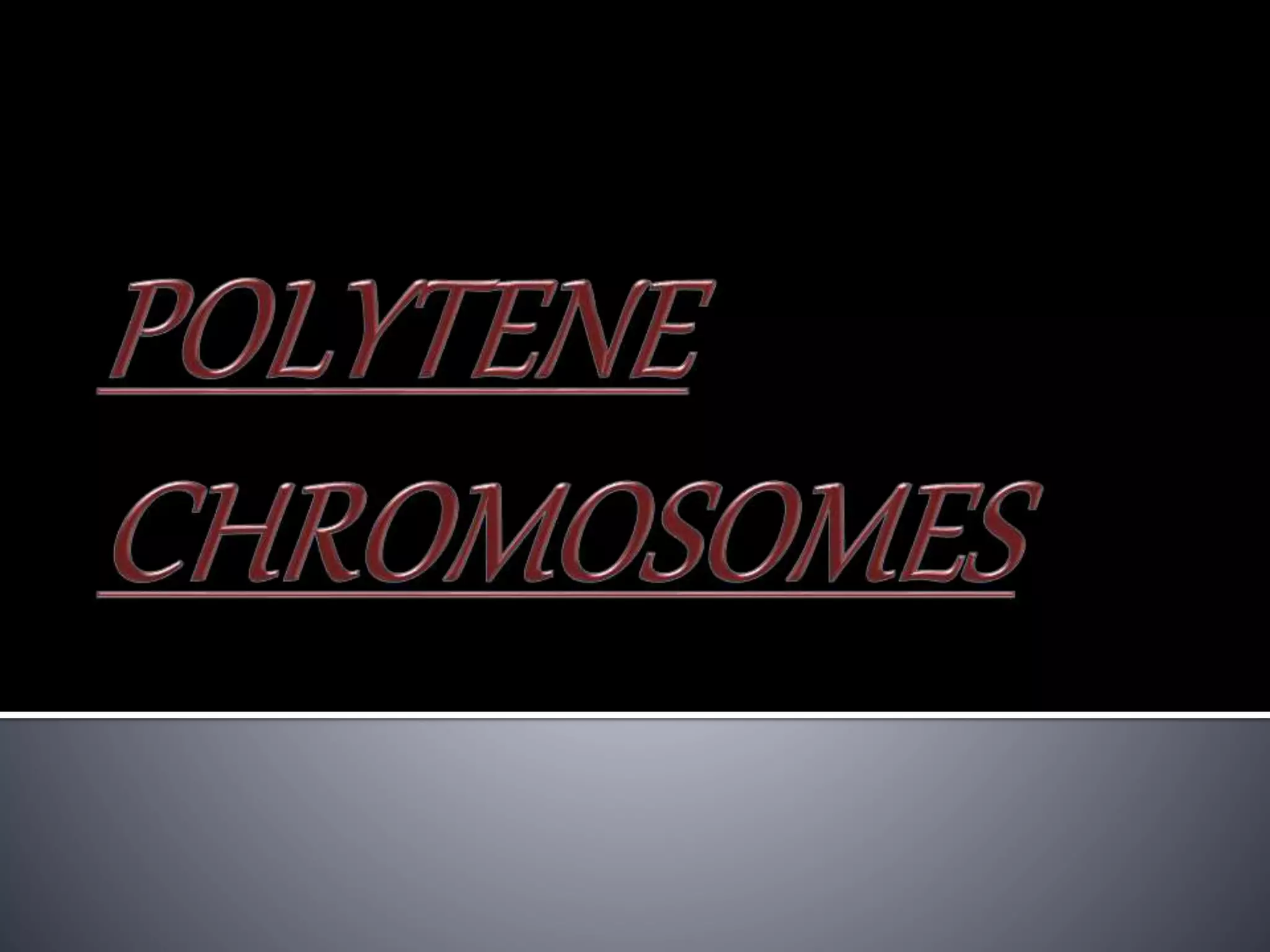 Polytene chromosomes | PPTX