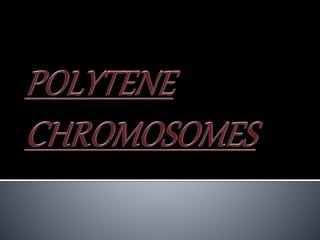 Polytene chromosomes | PPTX