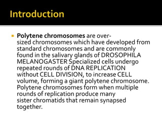 Polytene chromosomes | PPTX