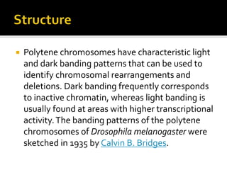 Polytene chromosomes | PPTX