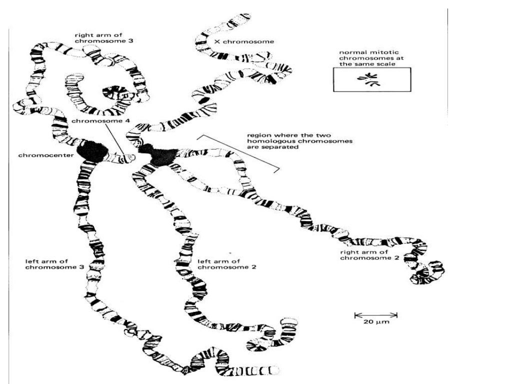 Polytene chromosomes