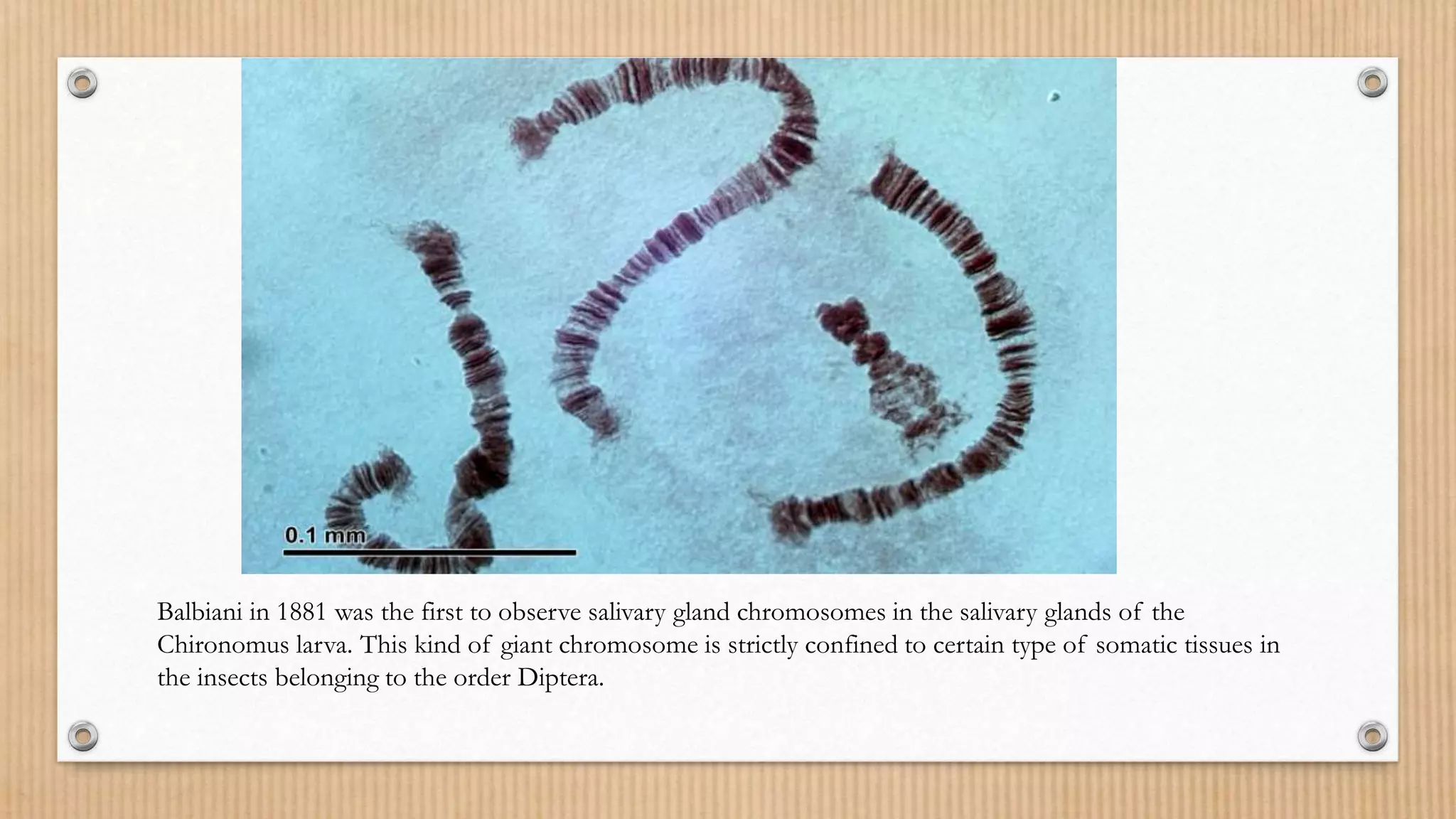 Polytene chromosomes-study in salivary glands of chironomous larvae | PPTX