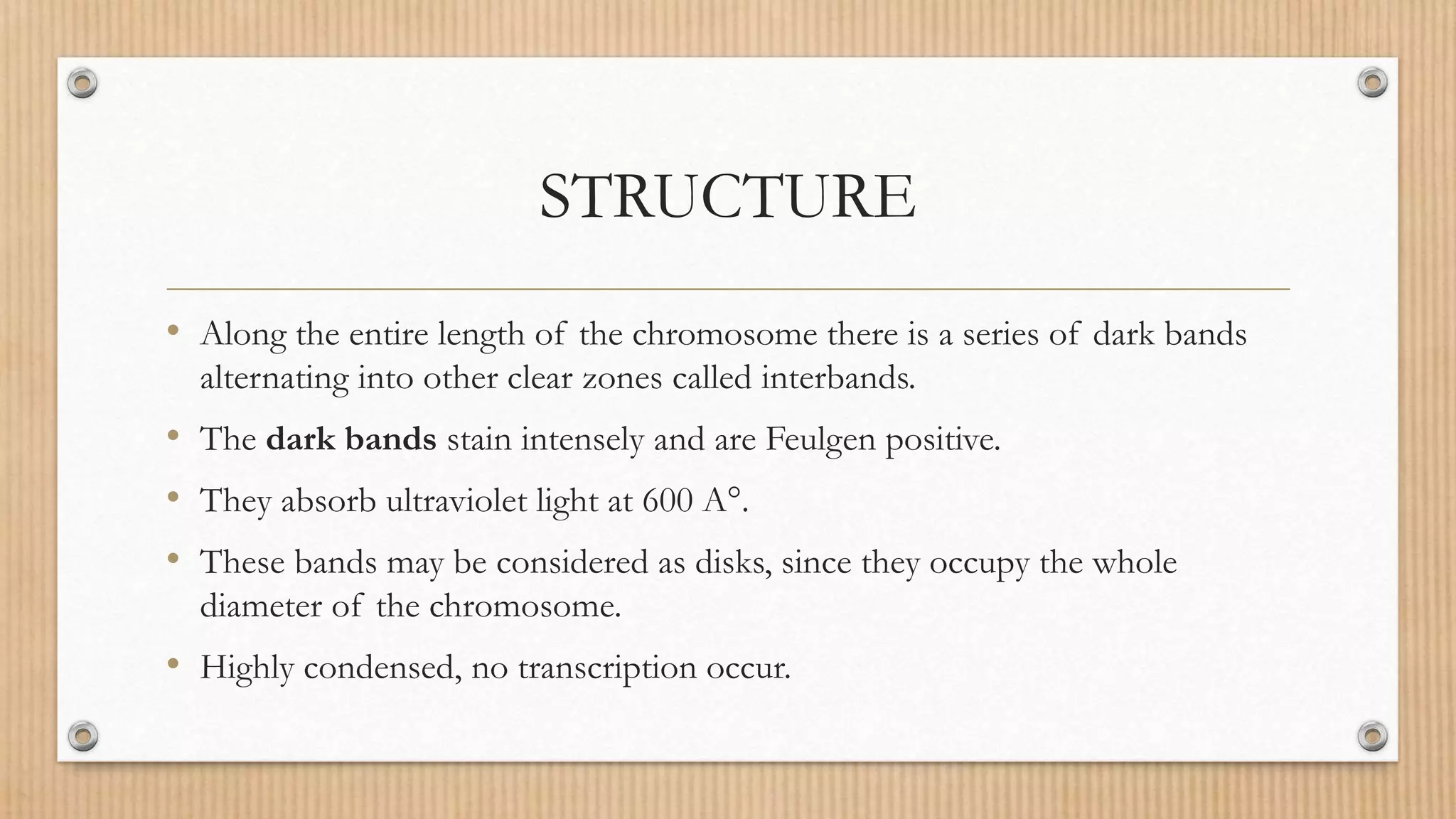 Polytene chromosomes-study in salivary glands of chironomous larvae | PPTX
