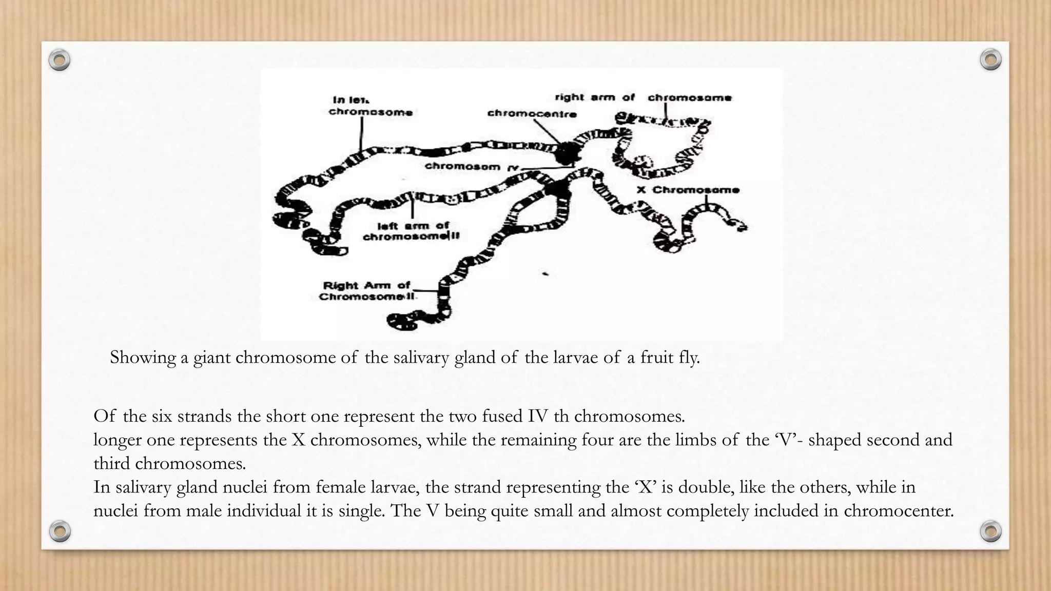 Polytene chromosomes-study in salivary glands of chironomous larvae | PPTX