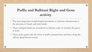 Polytene chromosomes-study in salivary glands of chironomous larvae | PPTX