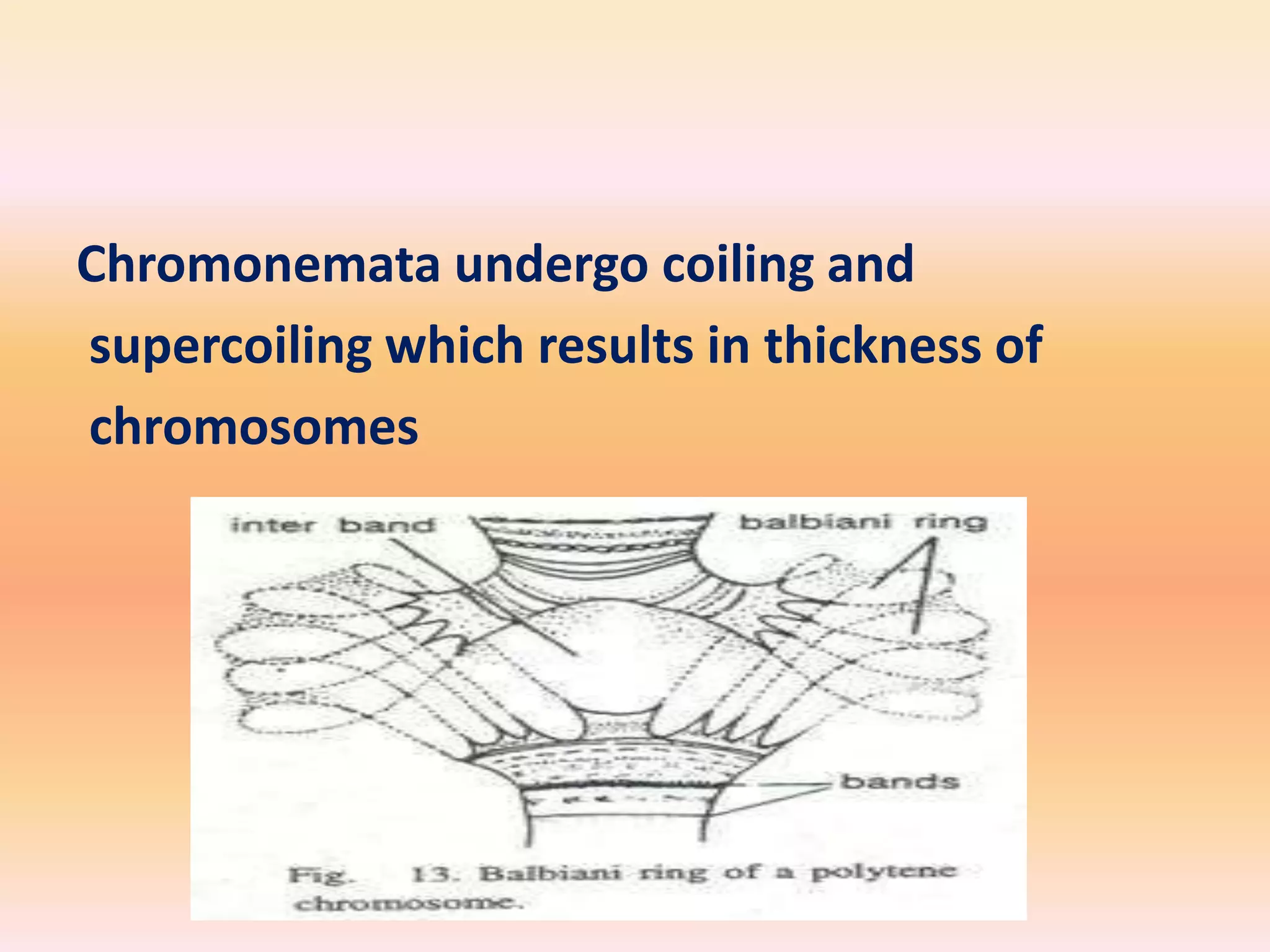 Polytene chromosomes | PPTX | Genetics | Science