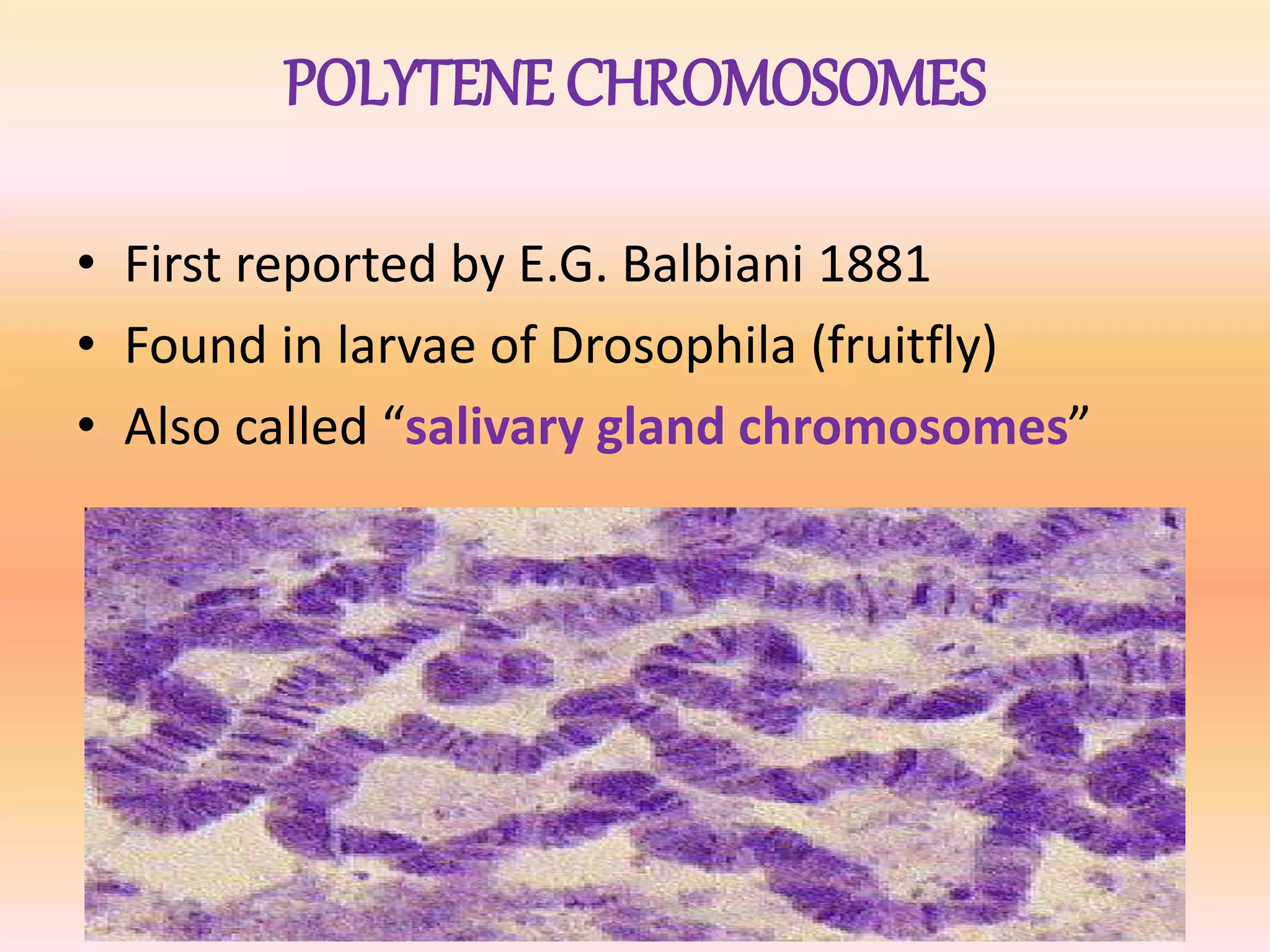 Polytene chromosomes | PPTX | Genetics | Science