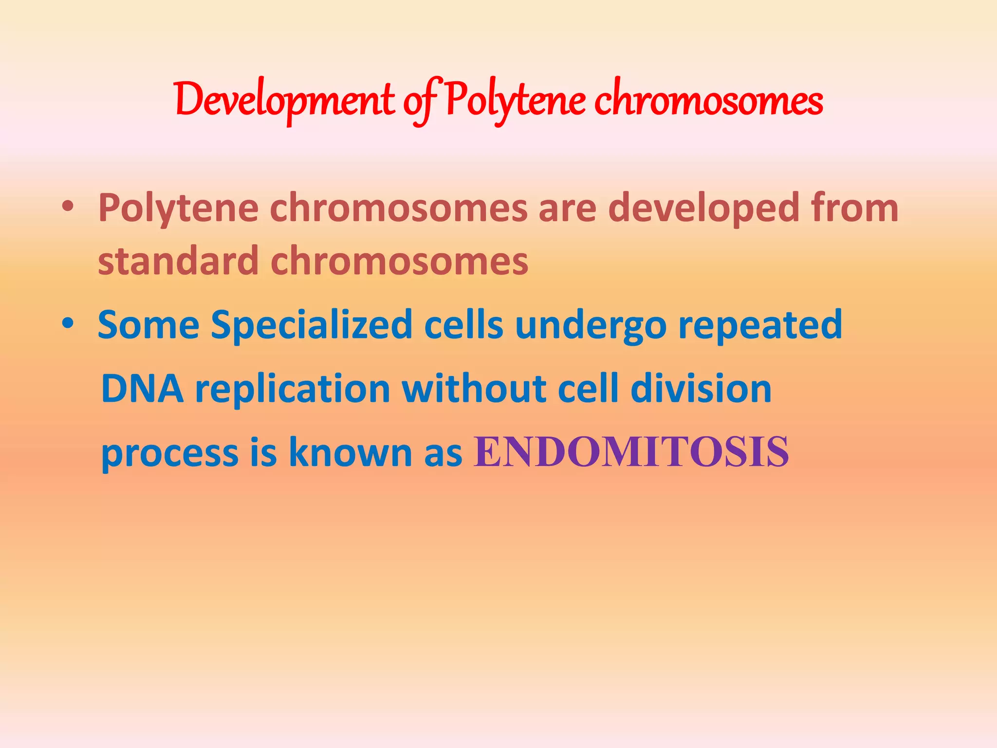 Polytene Chromosomes Ppt