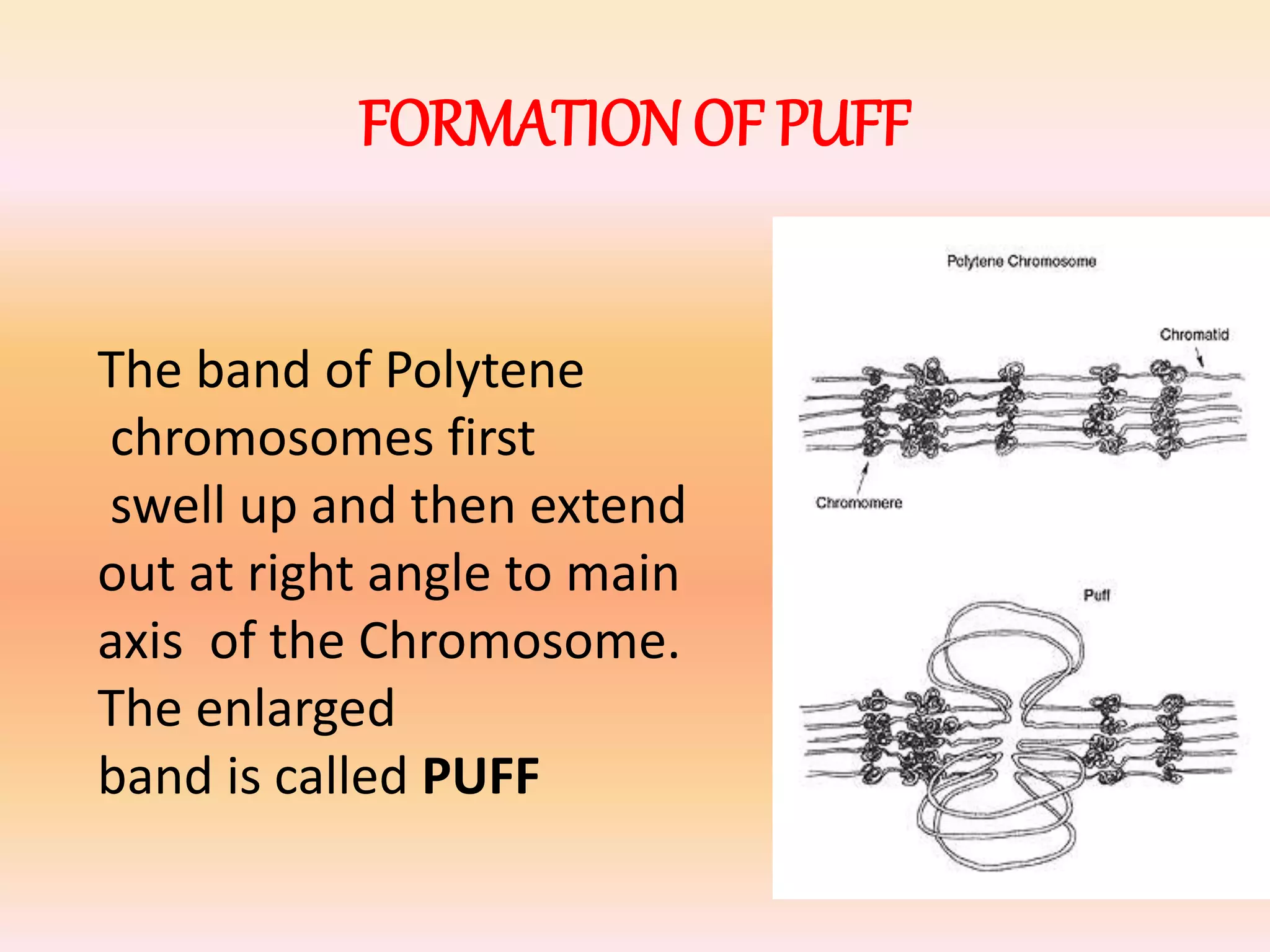 Polytene chromosomes | PPTX